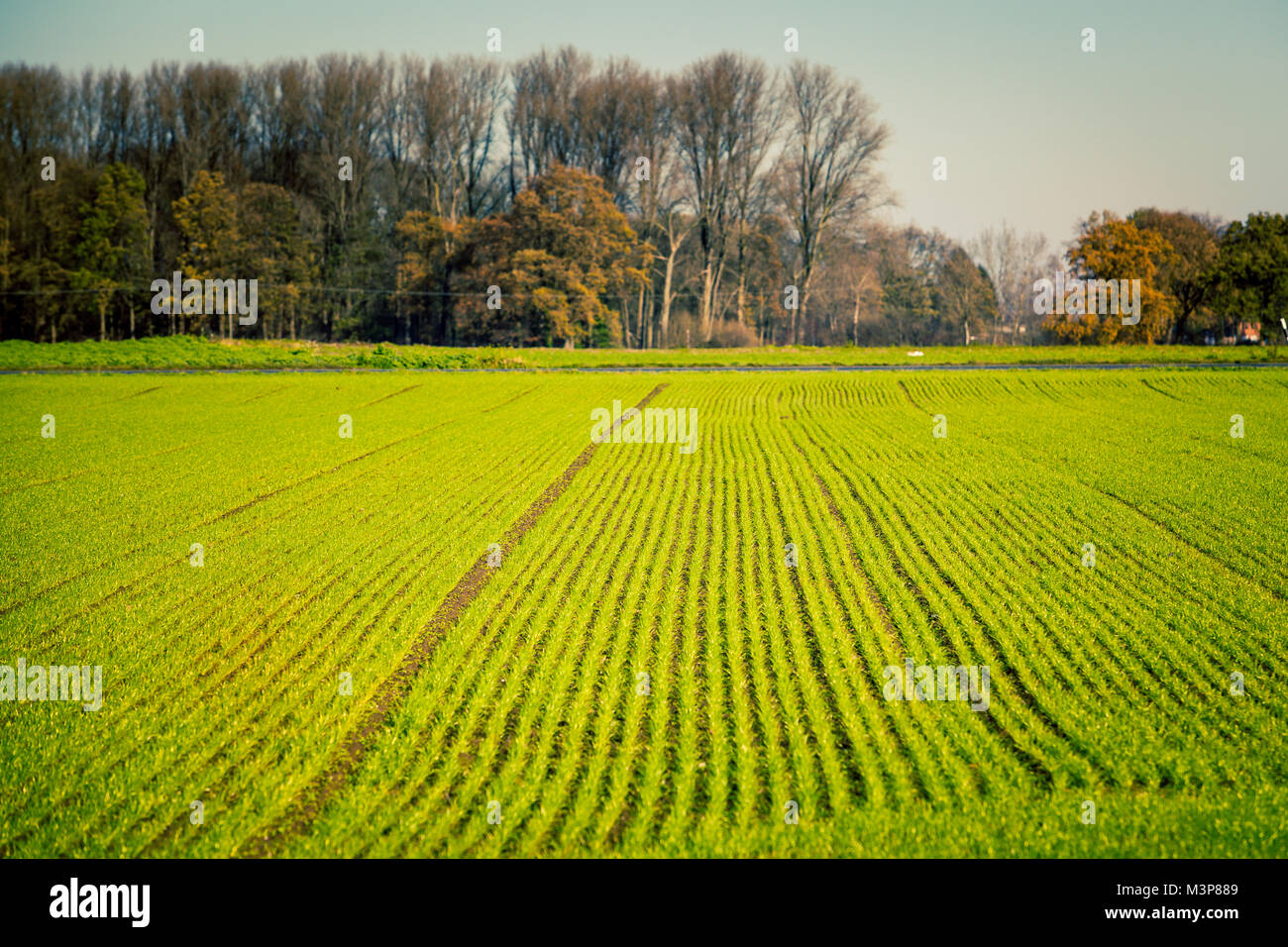 Farm Landscape. green field. Farmland fields Stock Photo - Alamy
