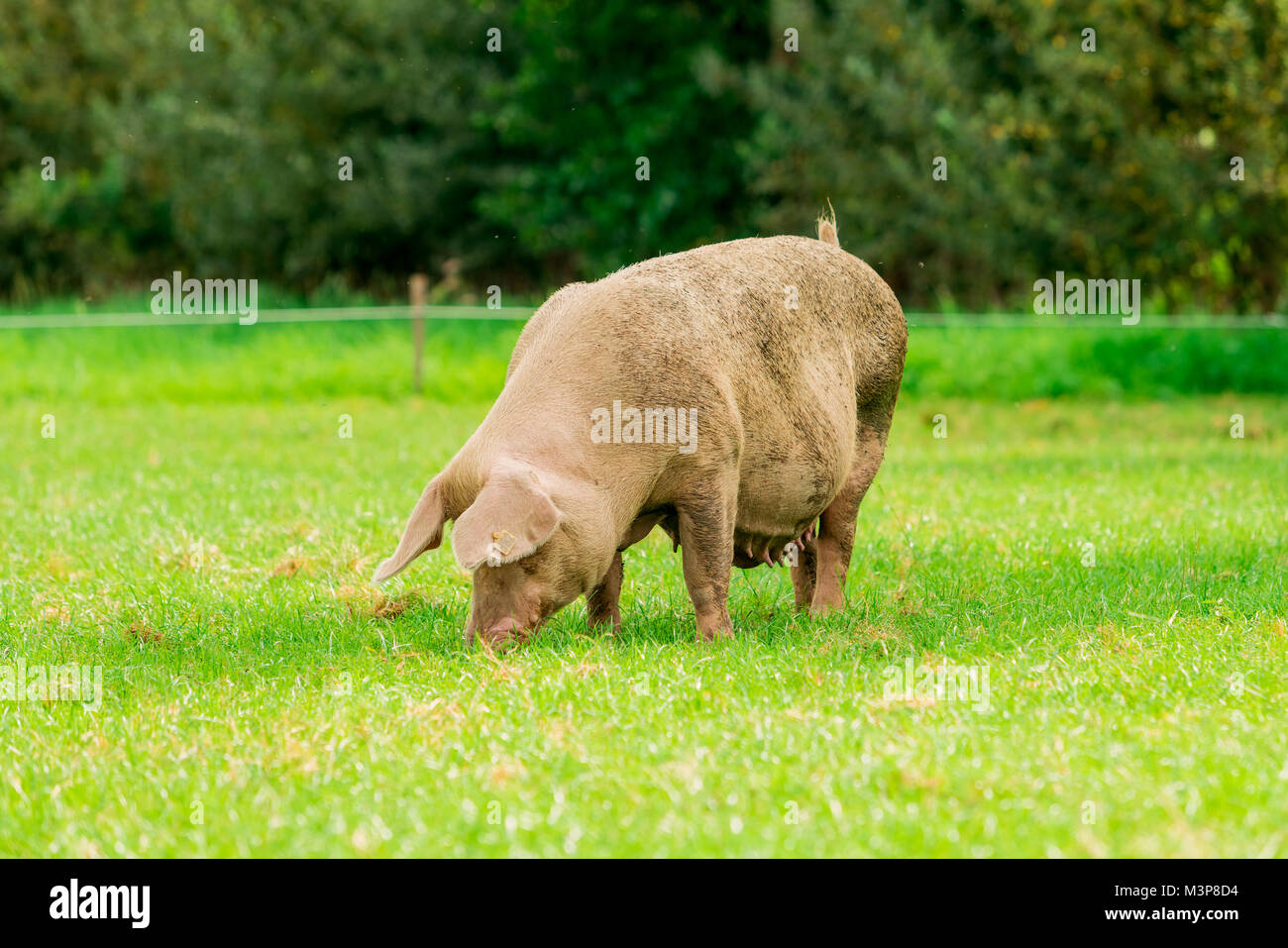 Pig farm. pigs in field. Healthy pig on meadow Stock Photo - Alamy