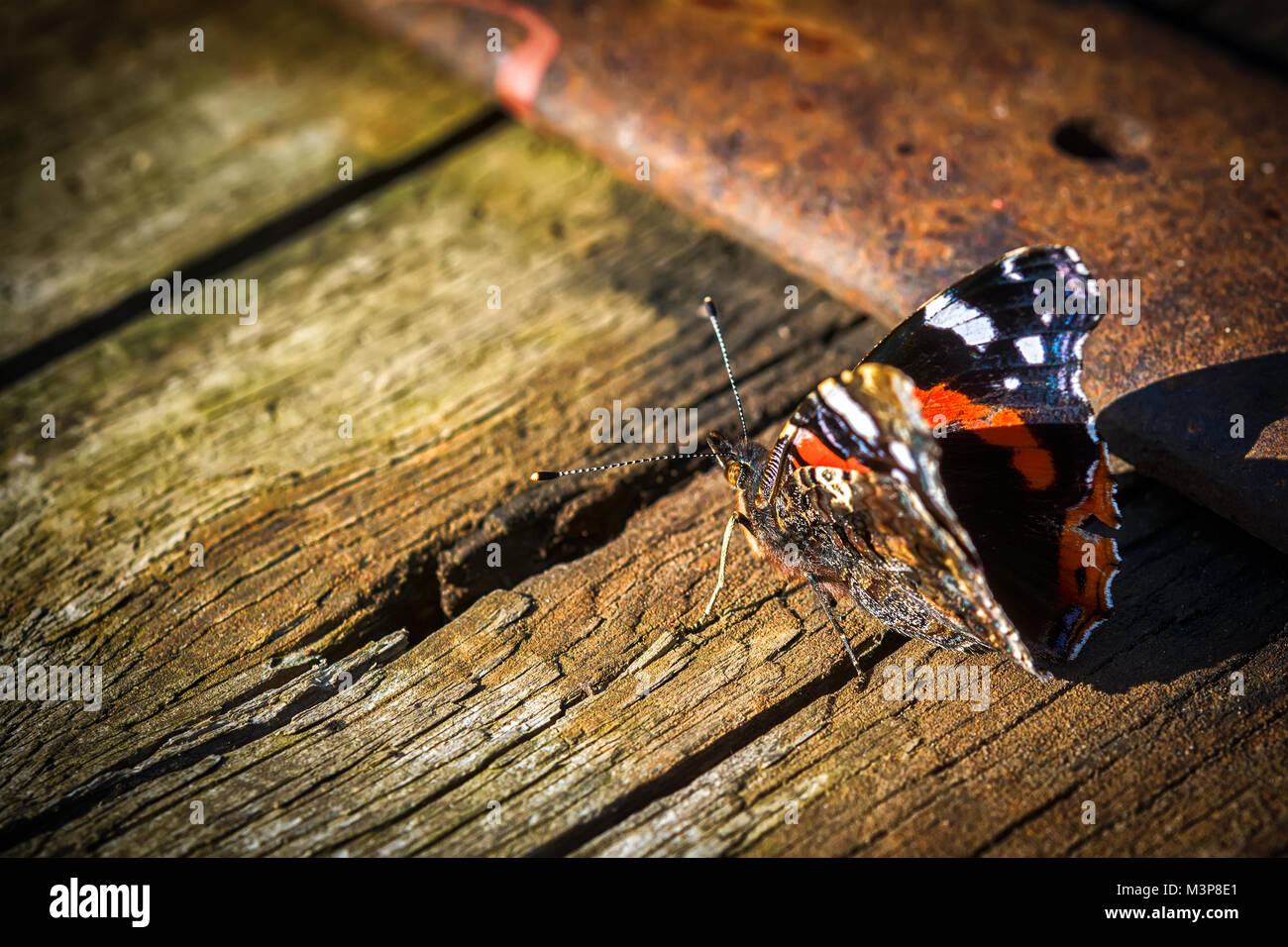 Indian red admiral butterfly vanessa hi-res stock photography and ...