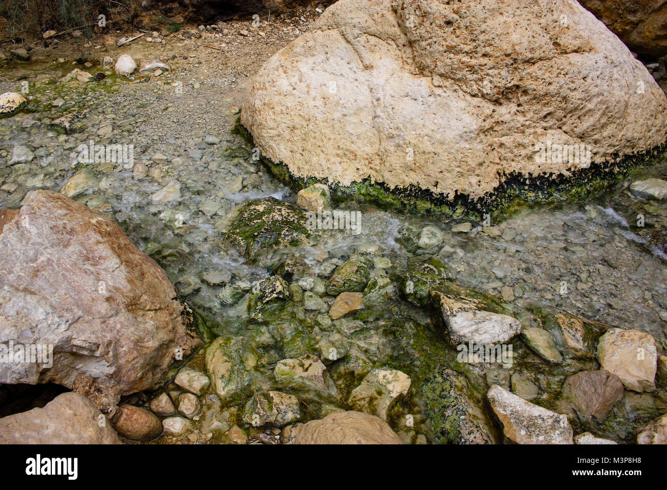 Nature in the Wadi Bokek reserve of the Judean desert in Israel Nature ...