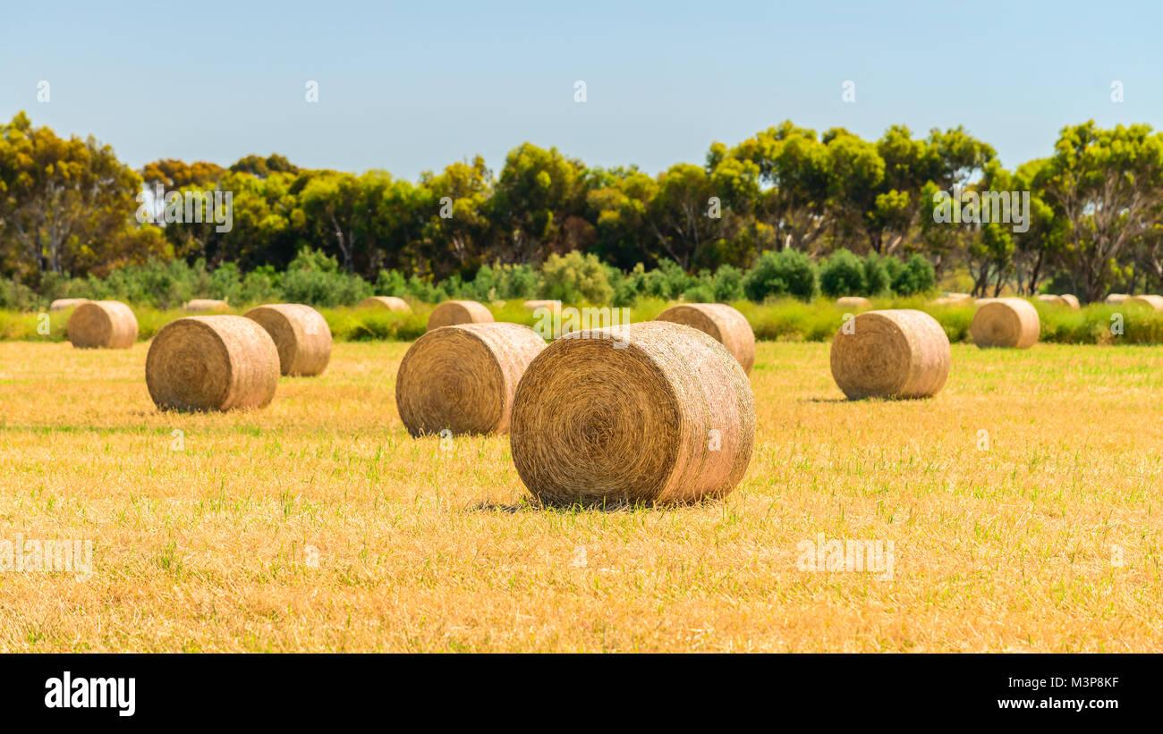 Round hay bales on the field after harvest for feeding cattle in ...