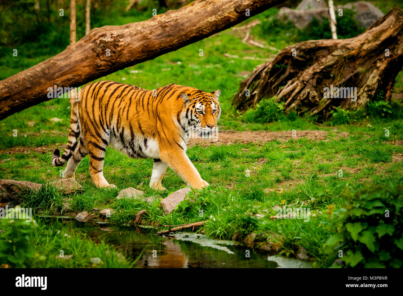 Tiger in forest. Tiger portrait Stock Photo - Alamy