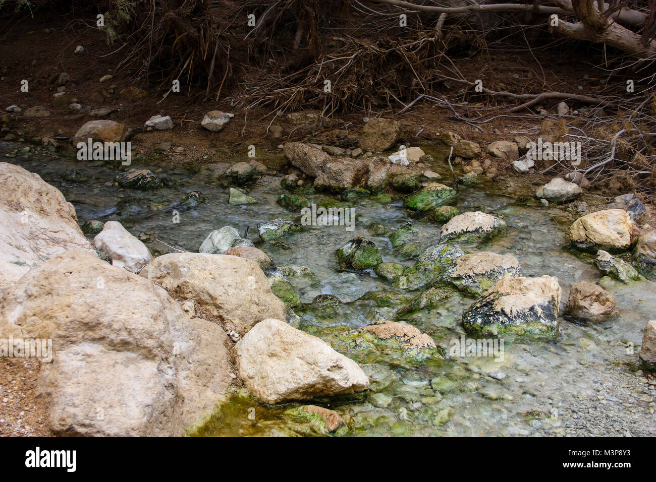 Nature in the Wadi Bokek reserve of the Judean desert in Israel Nature ...
