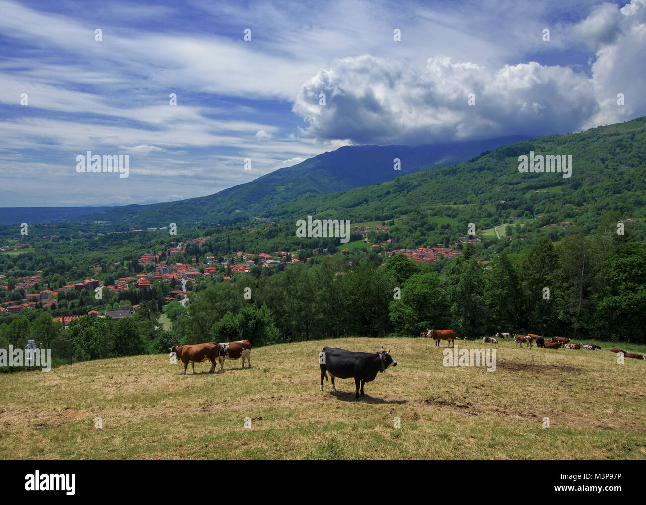 Happy cows hi-res stock photography and images - Alamy