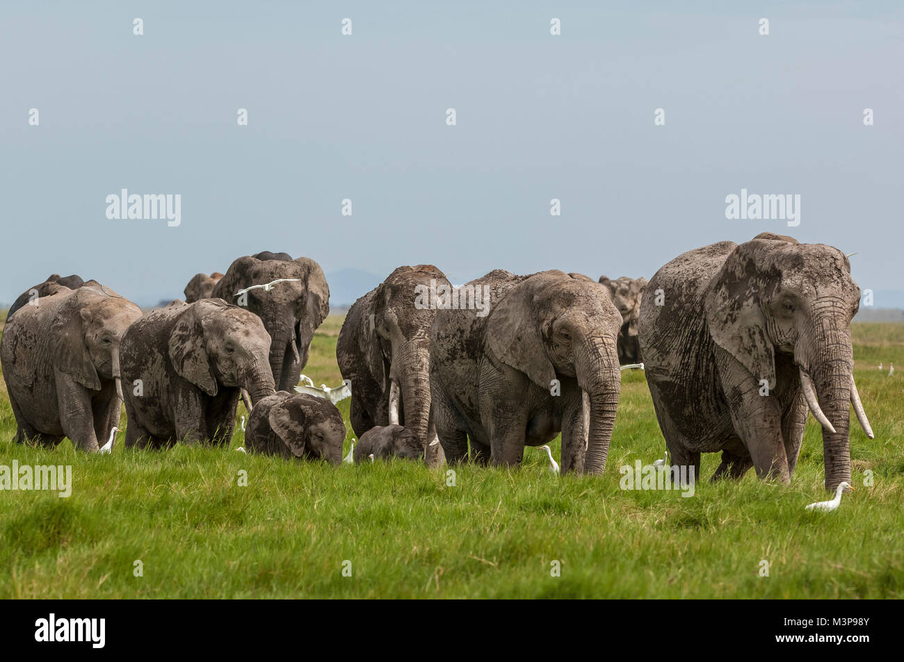 Elephants Moving High Resolution Stock Photography and Images - Alamy