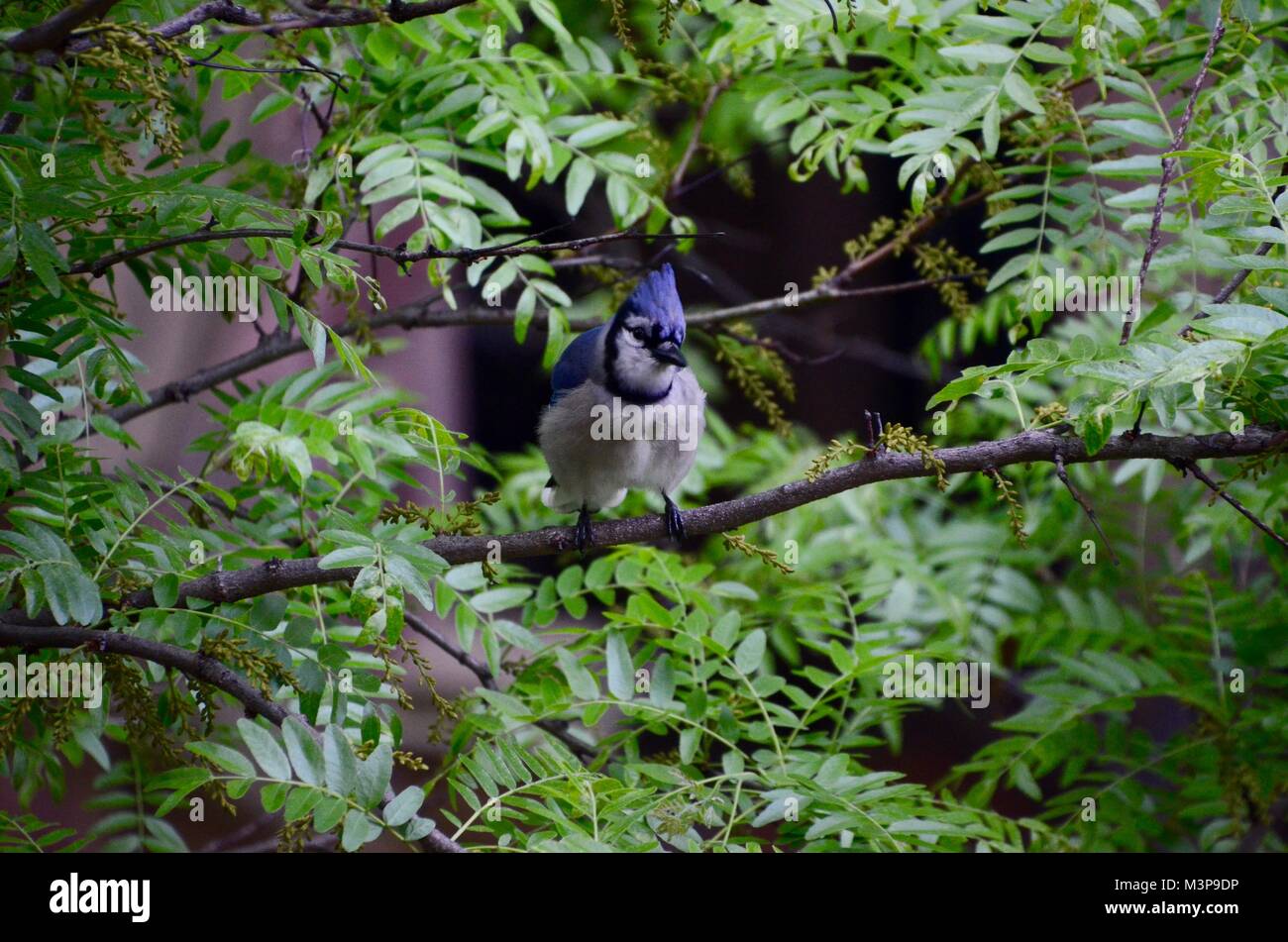 a blue jay sits in a brooklyn tree new york USA Stock Photo - Alamy