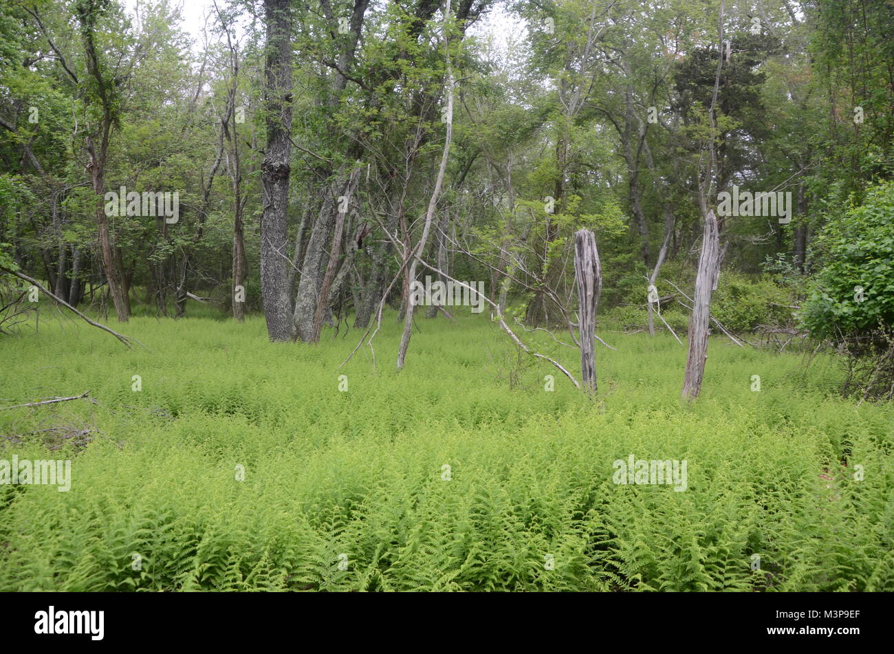 Denuded trees hi-res stock photography and images - Alamy