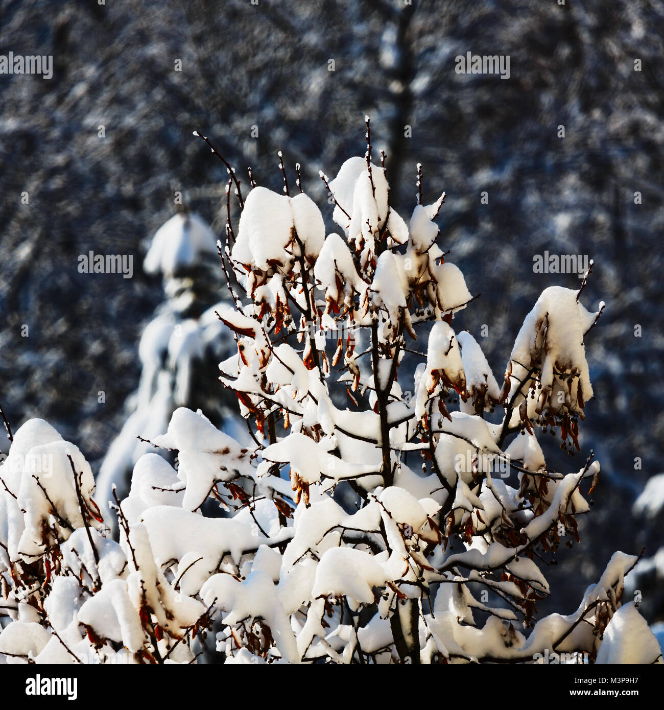 Tree top covered with snow and illuminated by the sun Stock Photo - Alamy