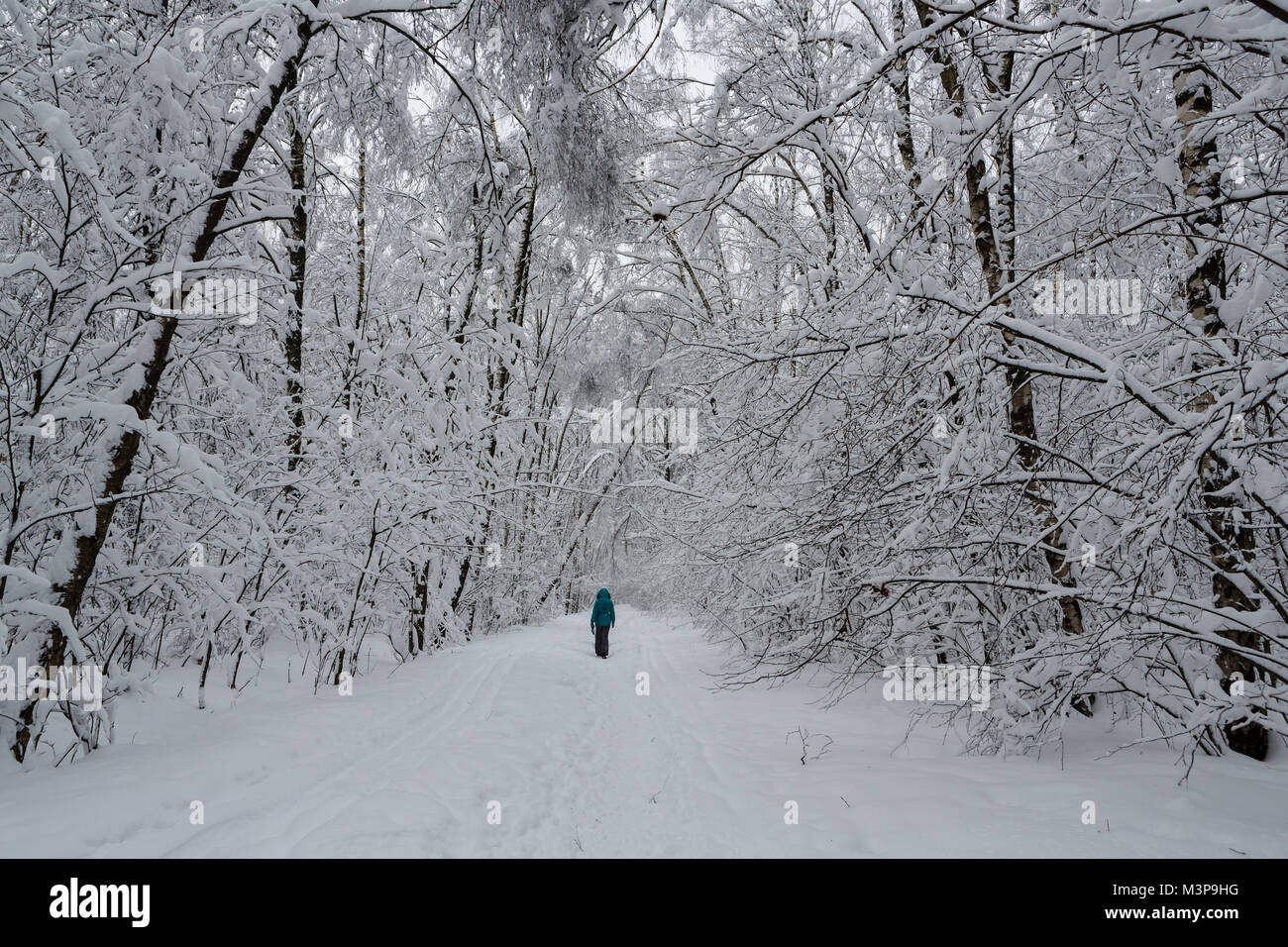 Trees in the wood covered with snow after a heavy snowfall Stock Photo ...