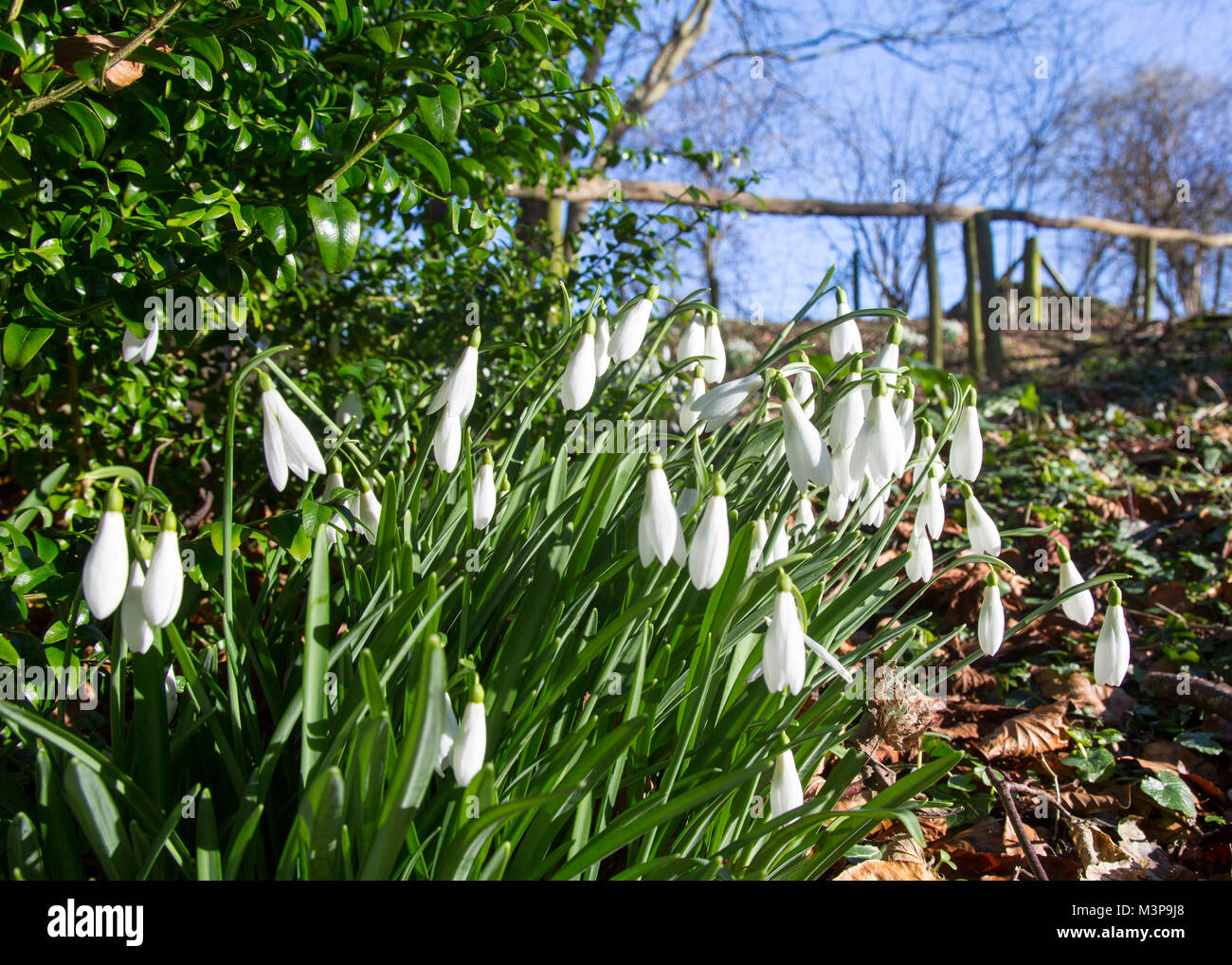 Snowdrops at the Painswick Rococo Gardens , Painswick, Nr Stroud ...