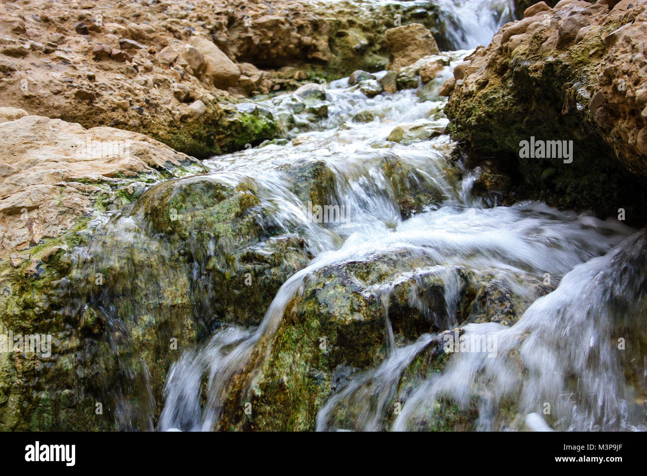 Nature in the Wadi Bokek reserve of the Judean desert in Israel Nature in the Wadi Bokek reserve ...