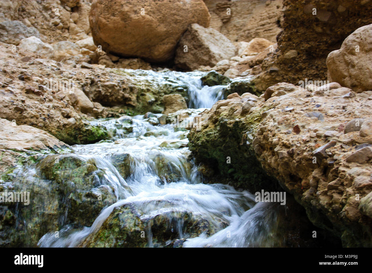 Nature in the Wadi Bokek reserve of the Judean desert in Israel Nature in the Wadi Bokek reserve ...