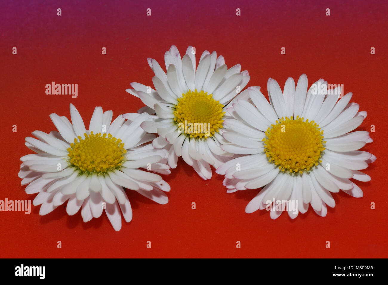 great view of three daisy on red background Stock Photo - Alamy