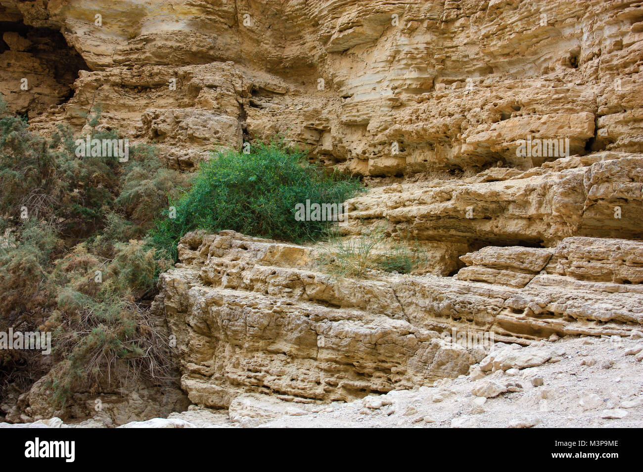 Nature in the Wadi Bokek reserve of the Judean desert in Israel Nature ...