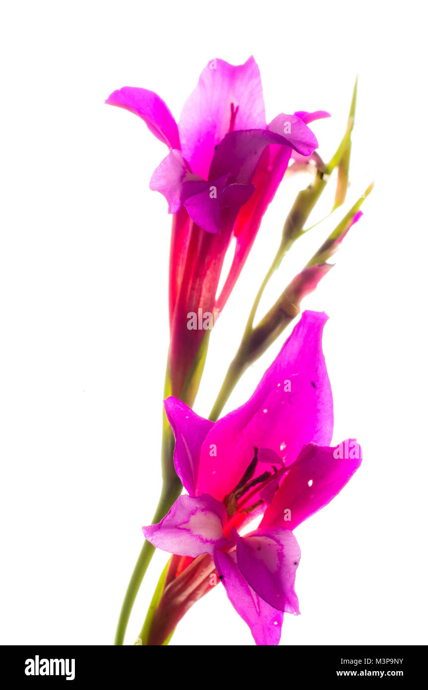 Wild flowers in a Studio work using a light box Stock Photo - Alamy