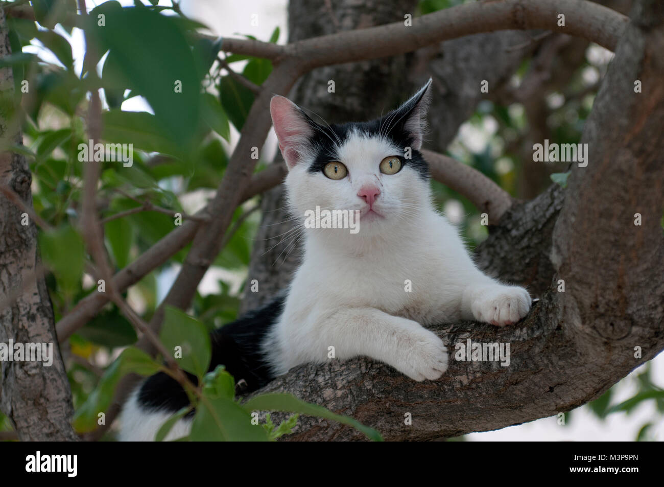 cat on a tree Stock Photo - Alamy