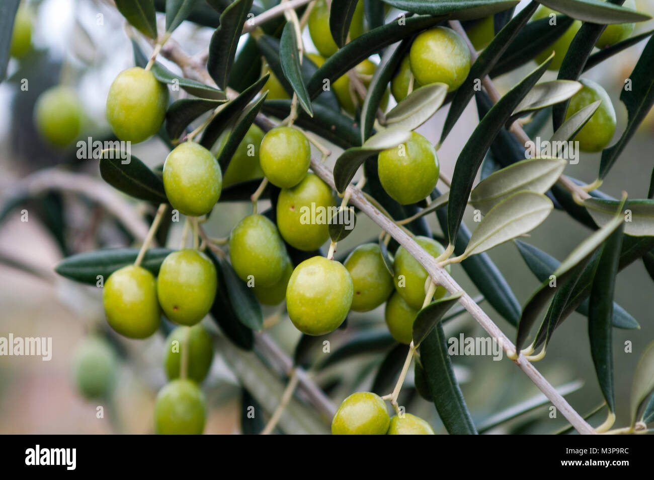 Olive tree closeup Stock Photo - Alamy