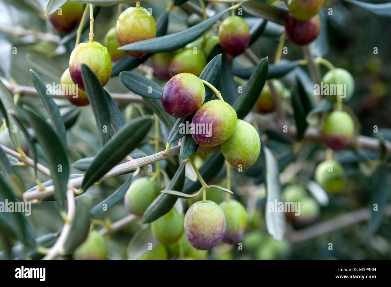 Olive tree closeup Stock Photo - Alamy