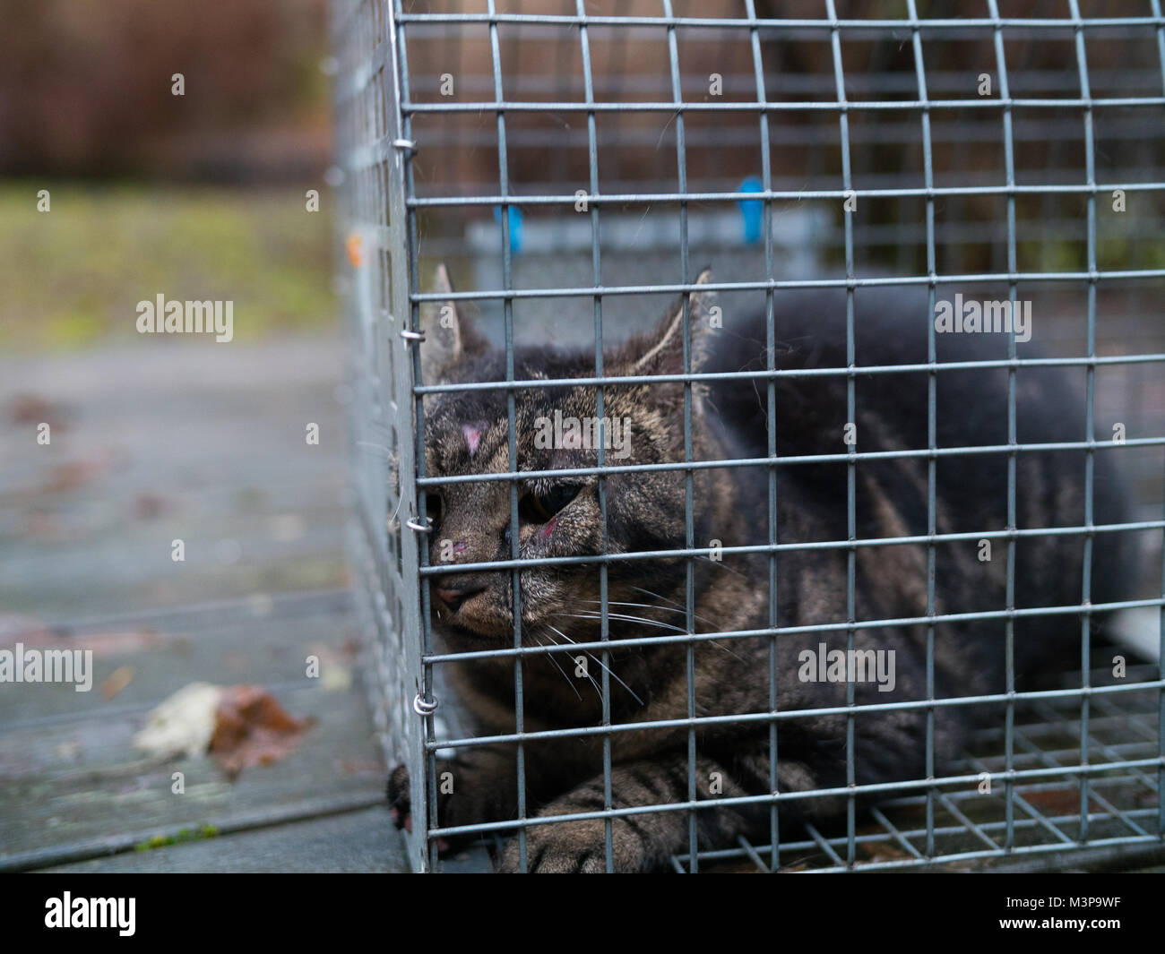 A mistreated feral cat captured by the animal rescue in Sweden Stock ...