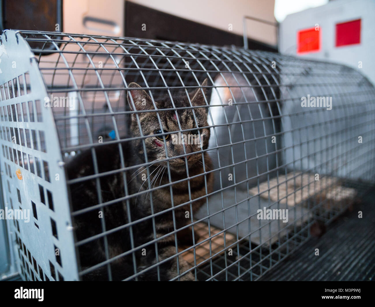 A mistreated feral cat captured by the animal rescue in Sweden Stock ...