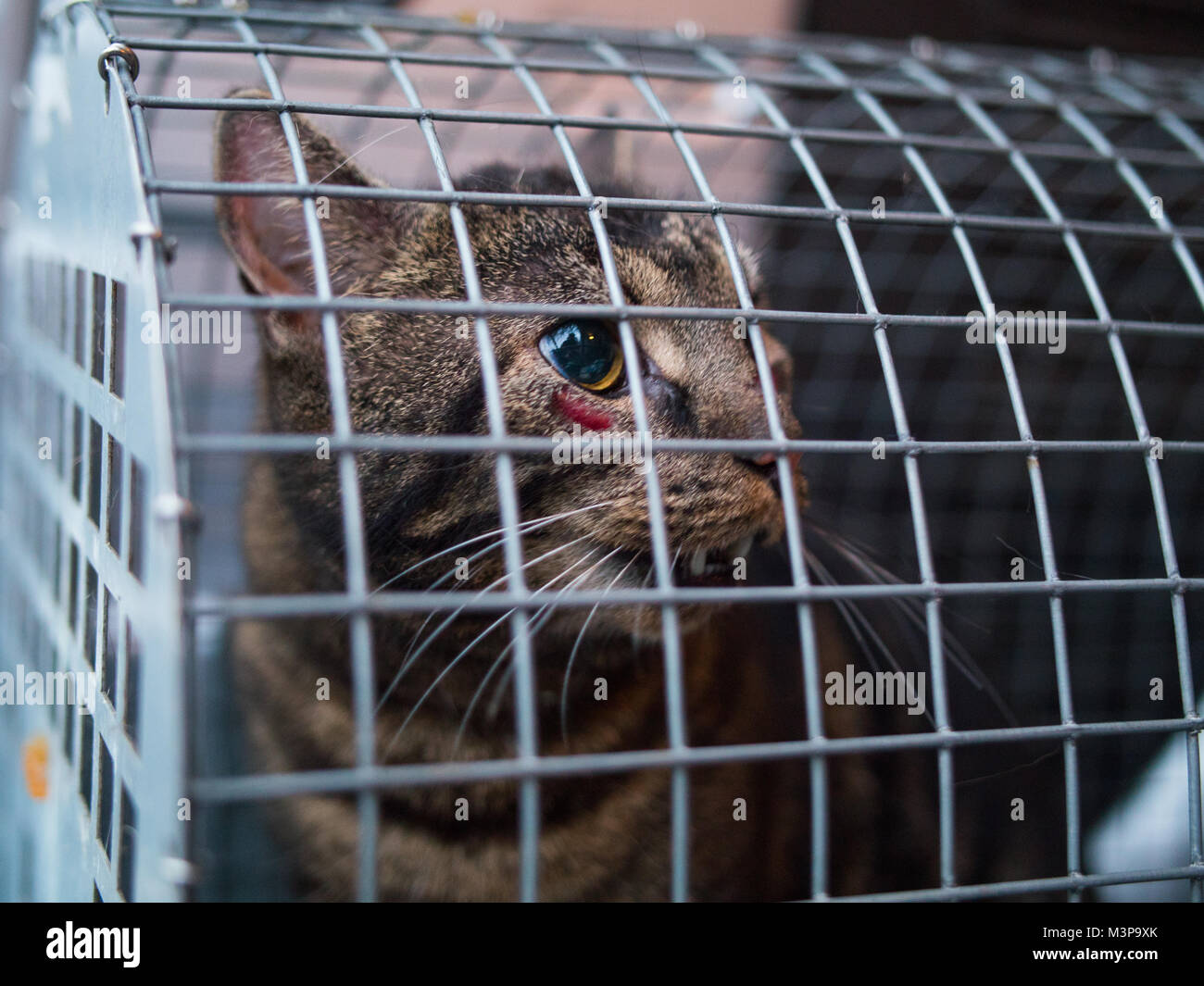 A mistreated feral cat captured by the animal rescue in Sweden Stock ...