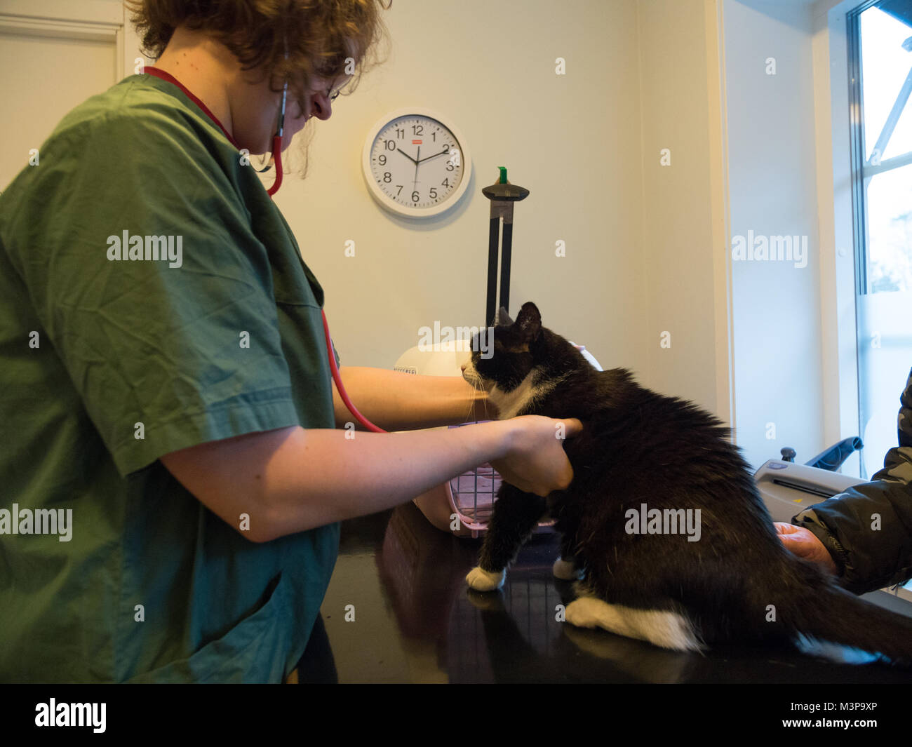 Cat check hi-res stock photography and images - Alamy