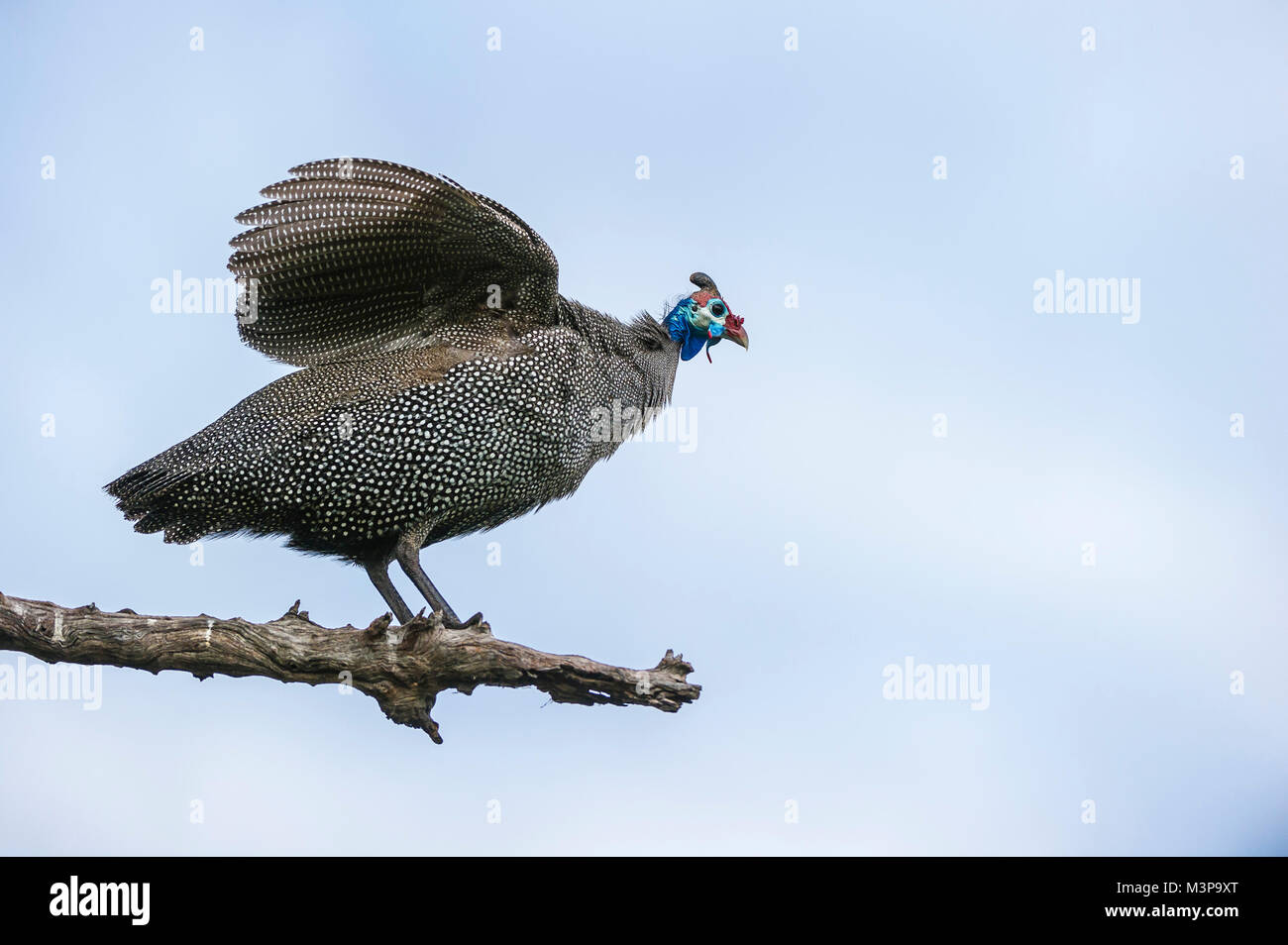 Guineafowl in tree hi-res stock photography and images - Alamy