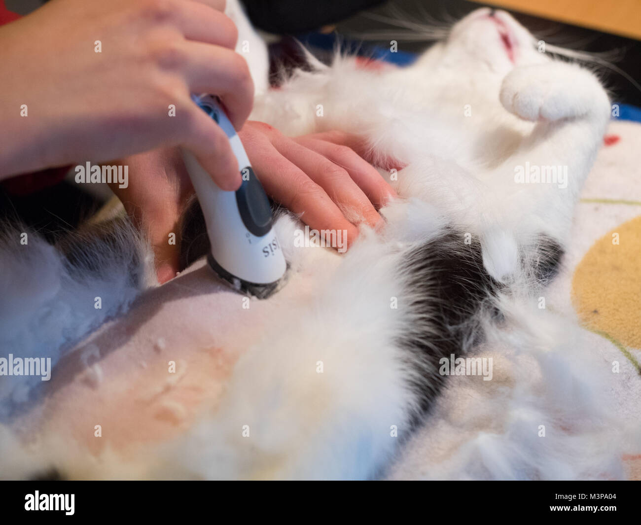 Shaving cat hi-res stock photography and images - Alamy