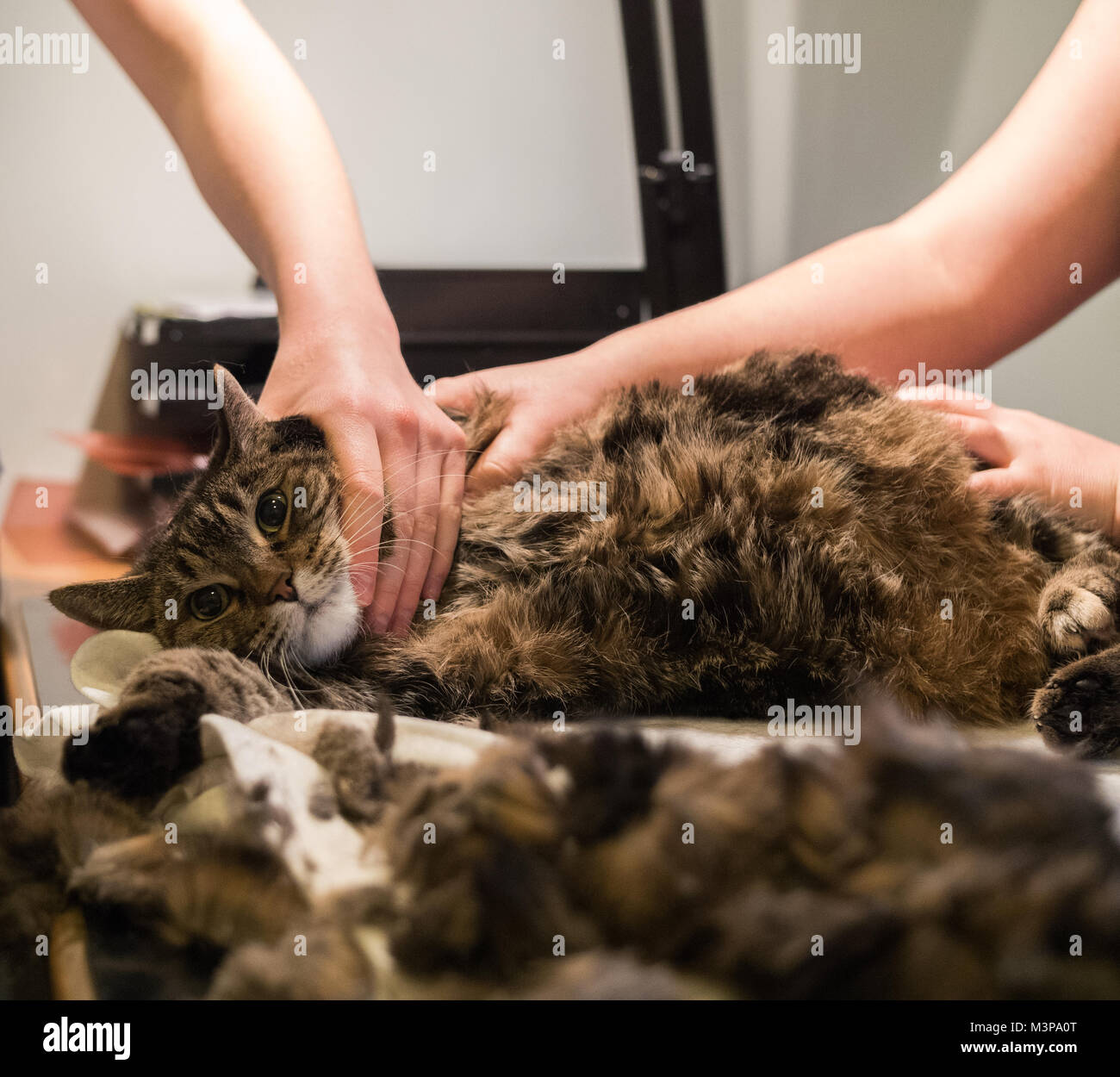 Sedated cat gets trimmed / shaved to prepare for surgery and ...