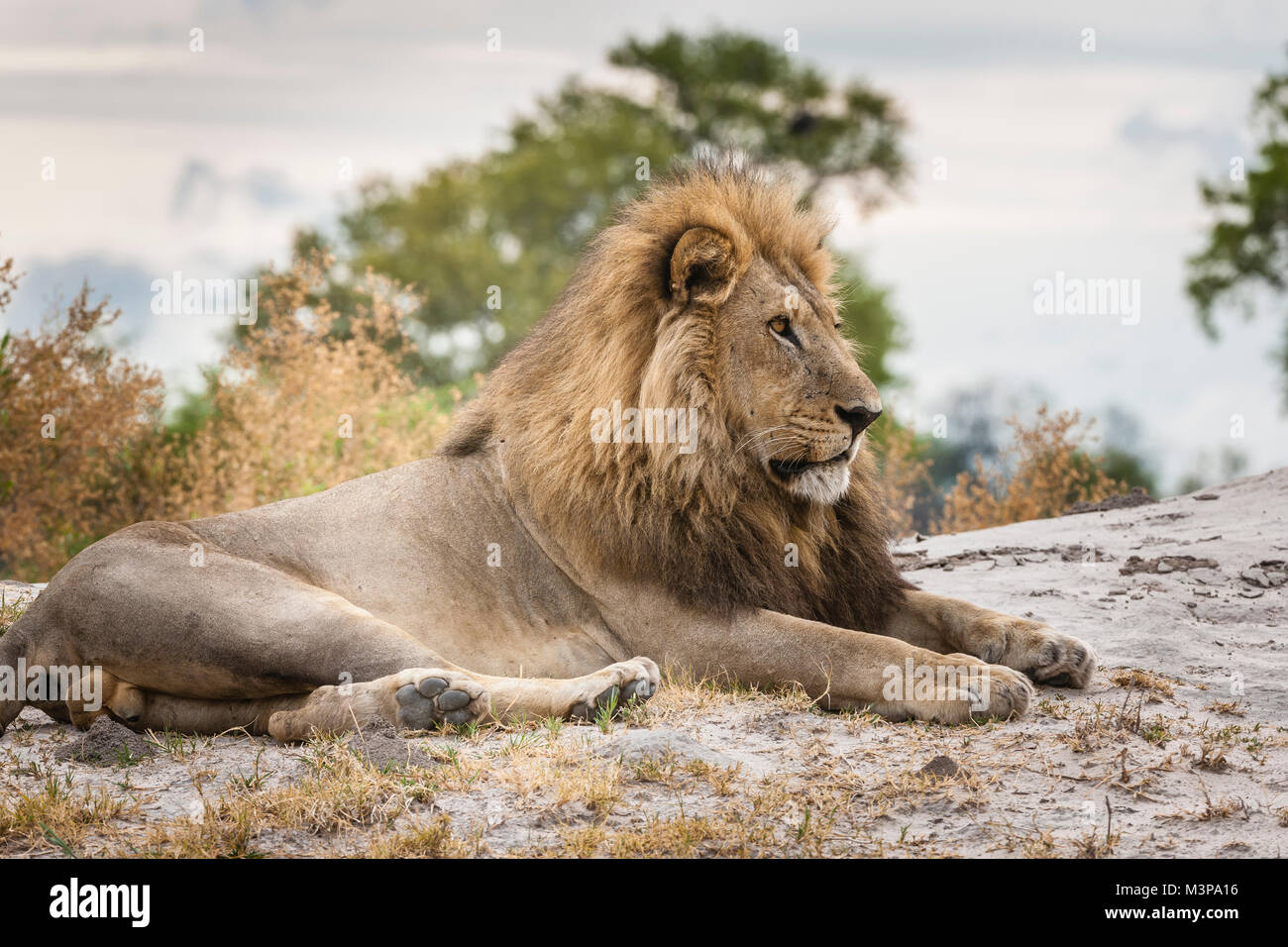 Lion Lying Down Side View Male Lion Side View Lying Down Looking Alert