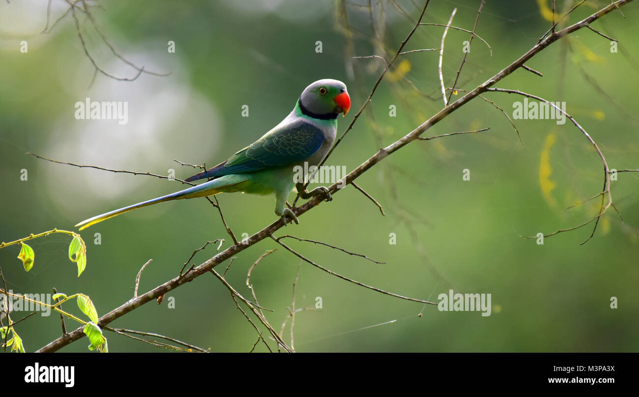 Green parrot hi-res stock photography and images - Alamy