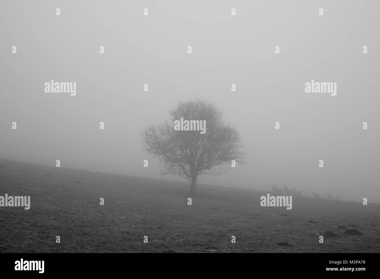 Welsh tree hi-res stock photography and images - Alamy