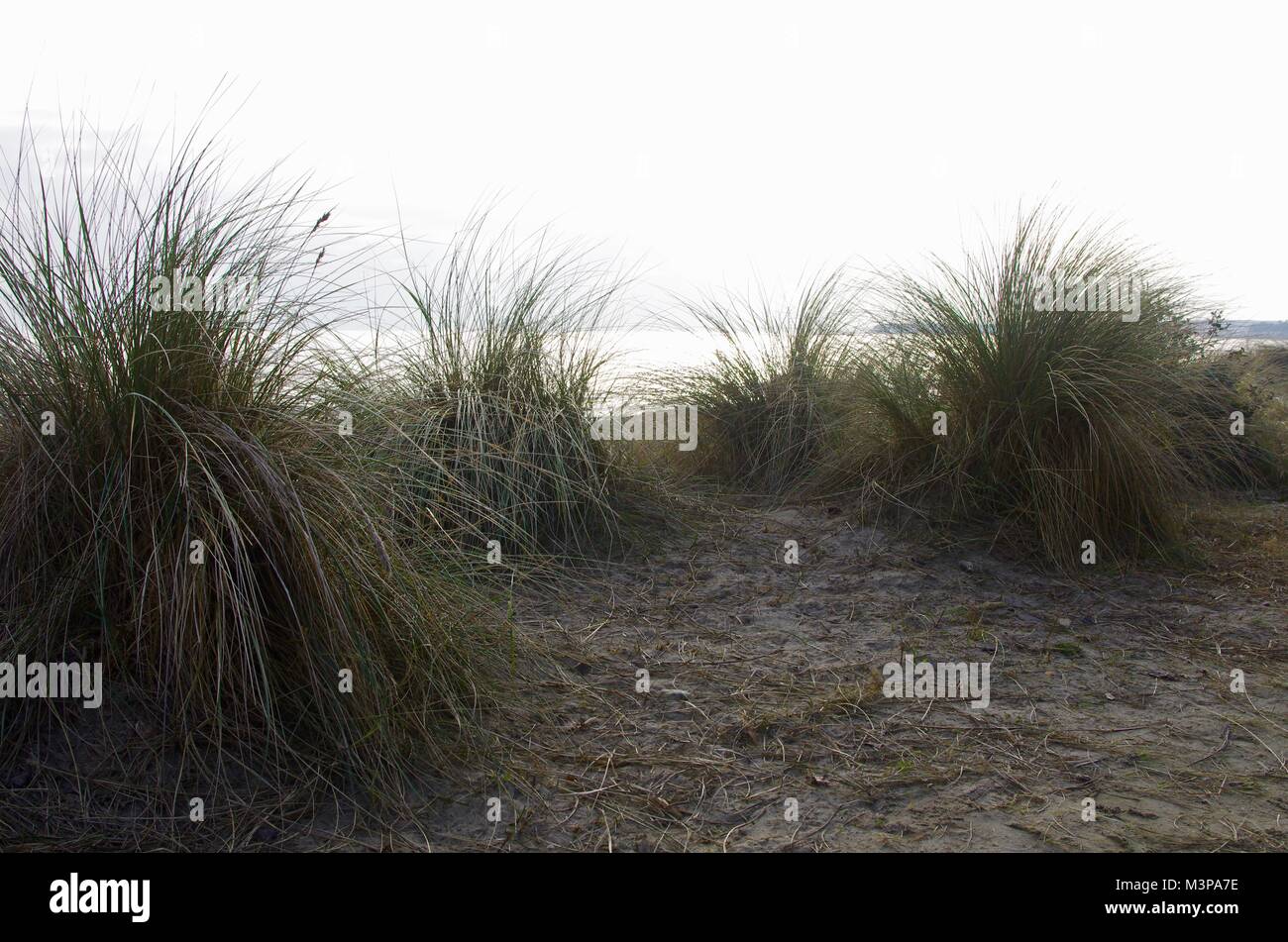 Seagrass on beach Stock Photo - Alamy