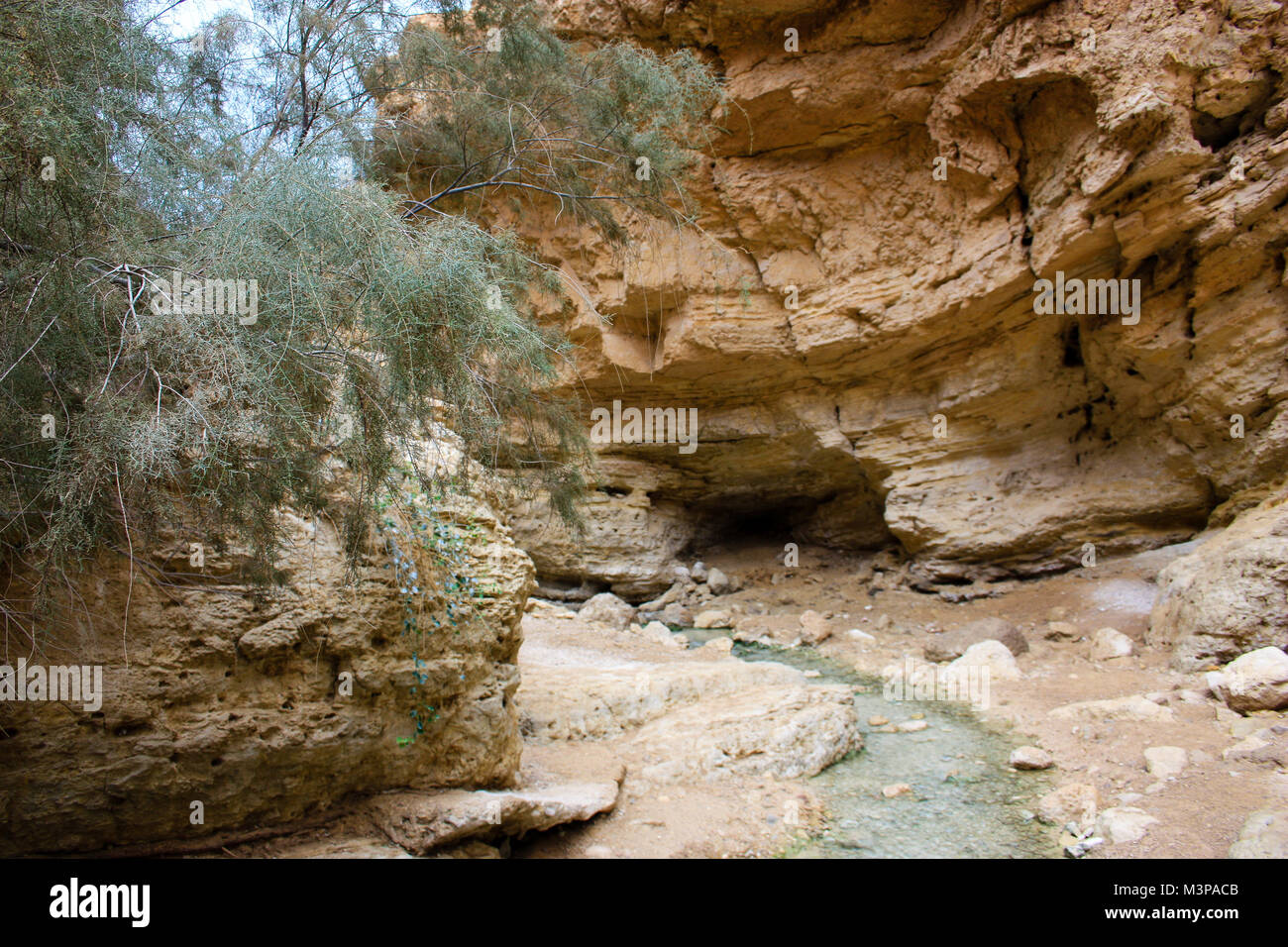 Nature in the Wadi Bokek reserve of the Judean desert in Israel Stock ...