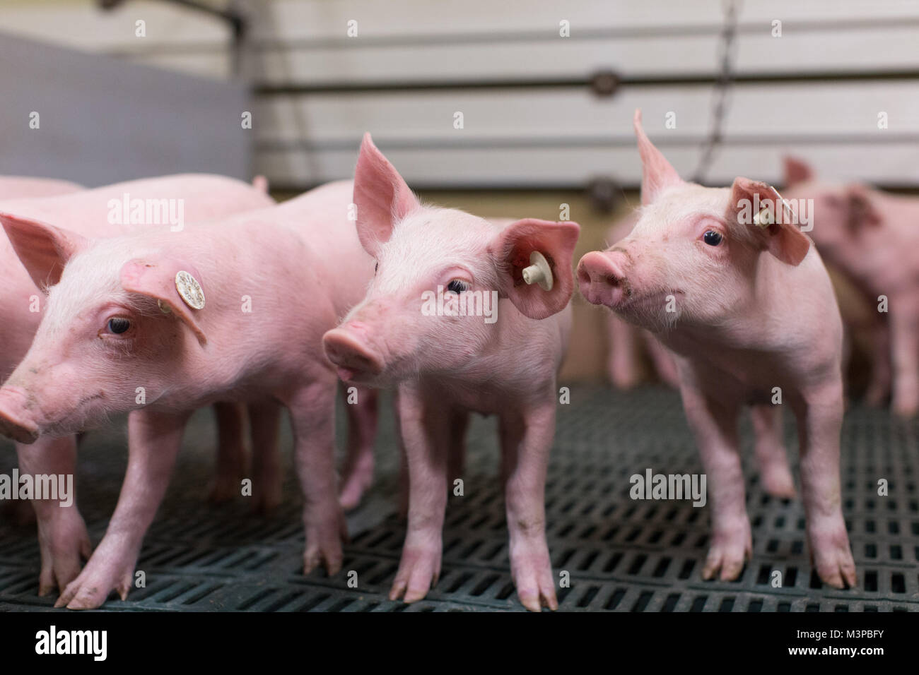 Senden, Germany. 08th Nov, 2017. FILED - ARCHIVE - Piglets standing in ...