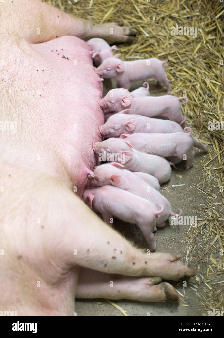 Senden, Germany. 08th Nov, 2017. FILED - ARCHIVE - Piglets sucking on ...