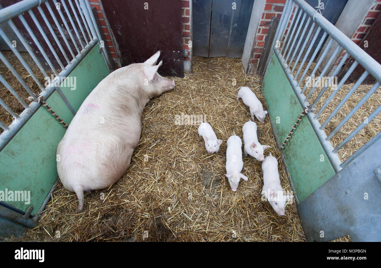 Senden, Germany. 08th Nov, 2017. FILED - ARCHIVE - A sow and her ...