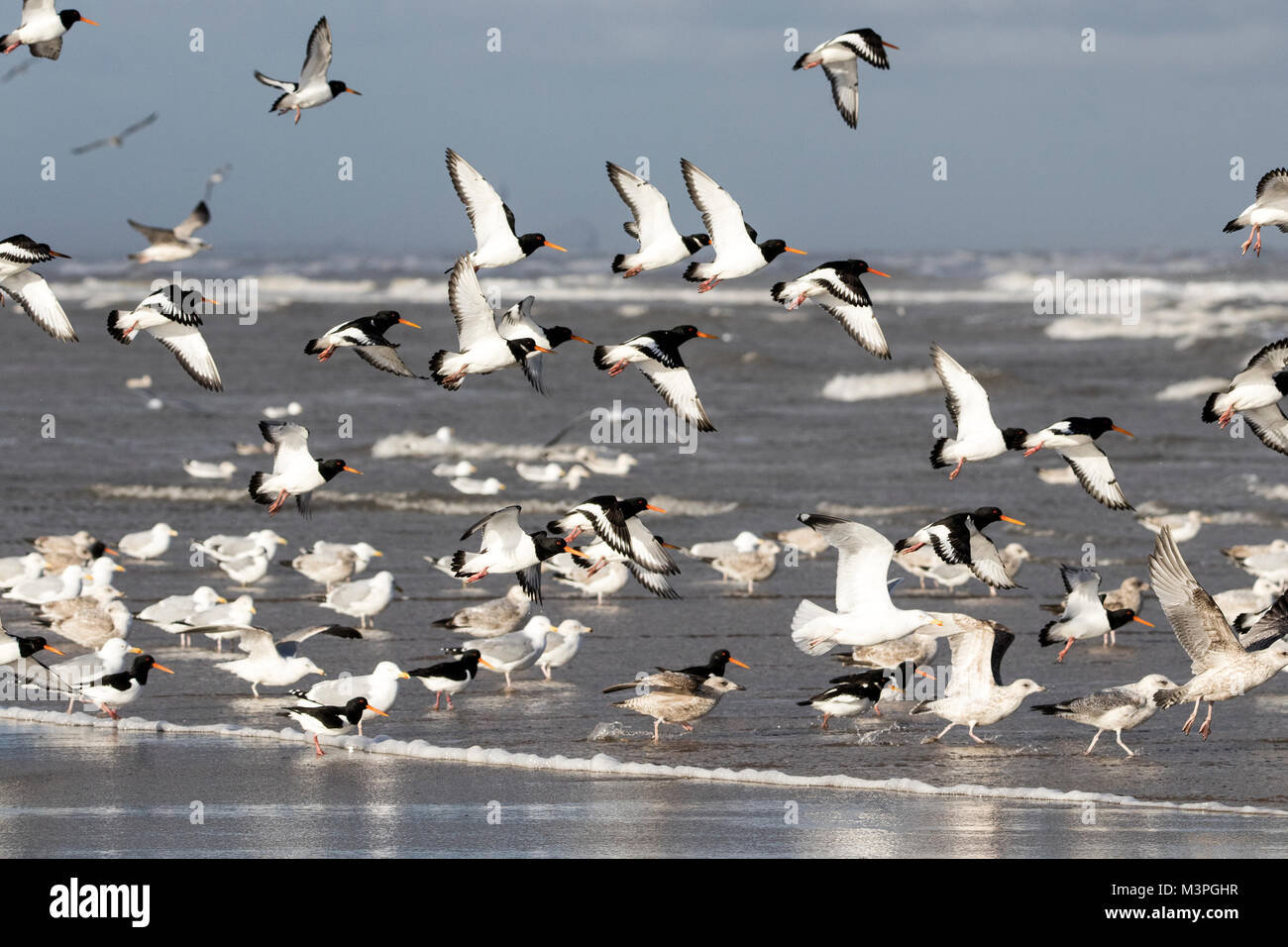 A flock of Oystercatchers in flight; a large coastal black and white ...