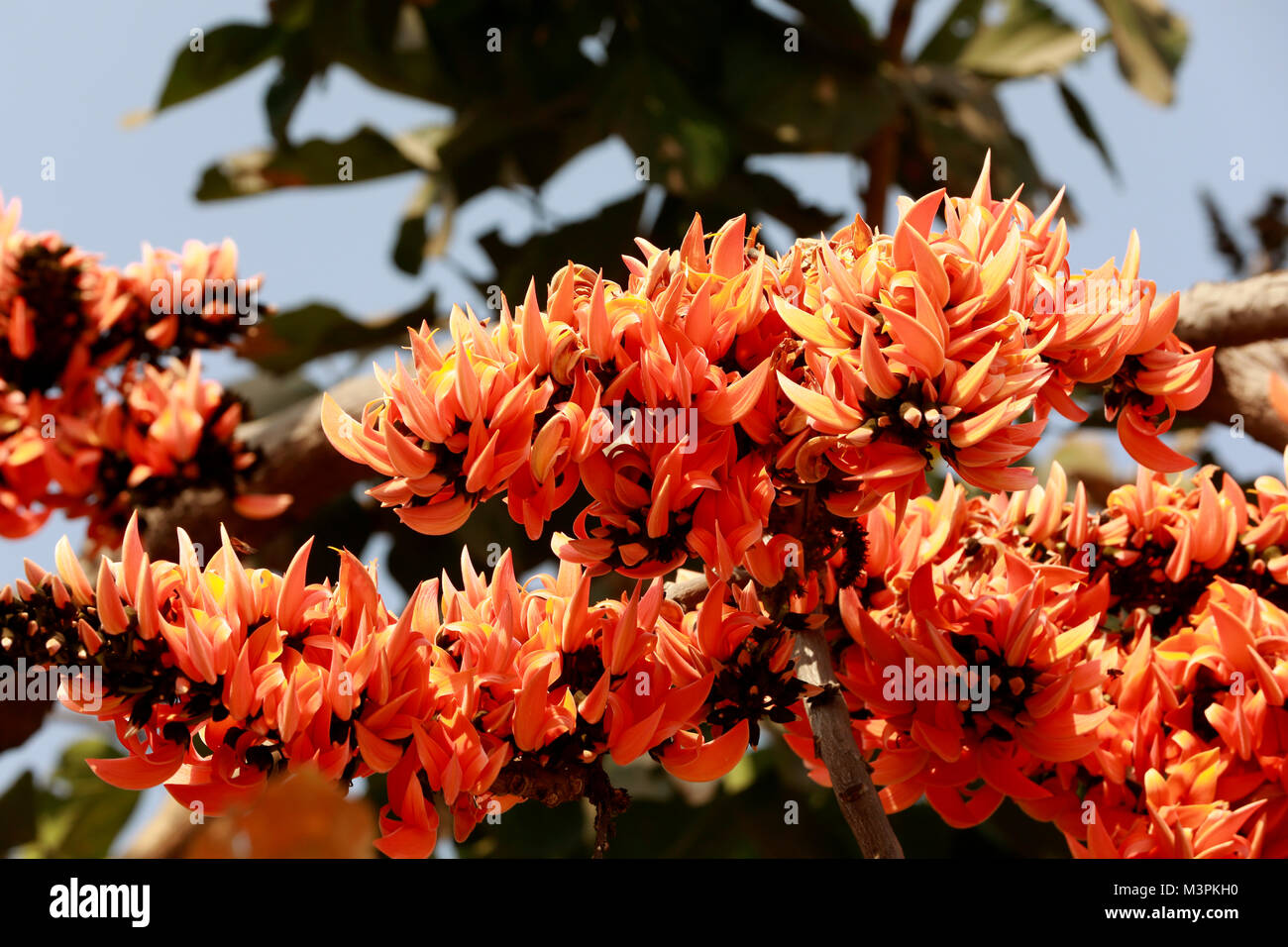 DHAKA, BANGLADESH - FEBRUARY 12, 2018: Butea Monosperma, also known as ...