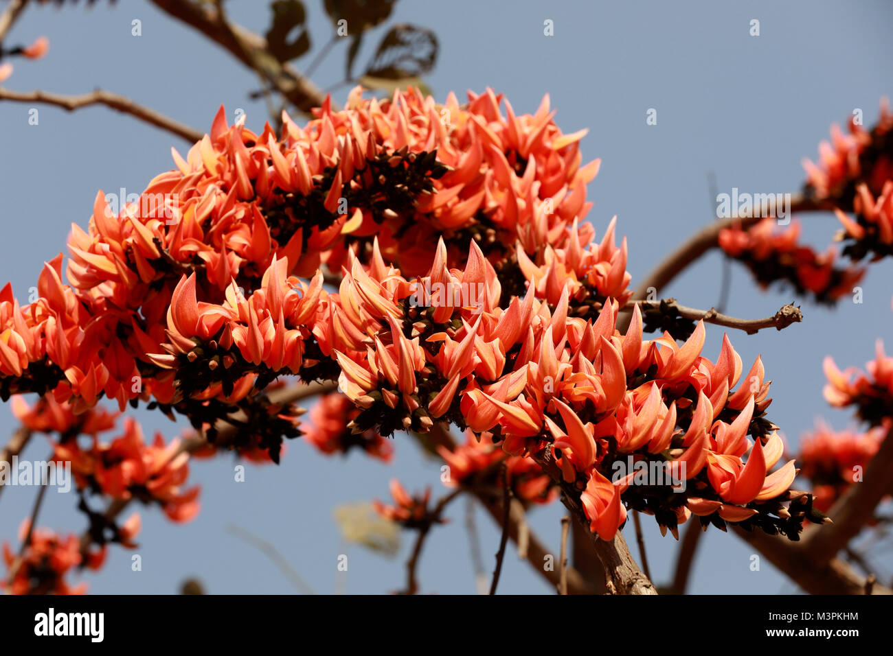 DHAKA, BANGLADESH - FEBRUARY 12, 2018: Butea Monosperma, also known as ...