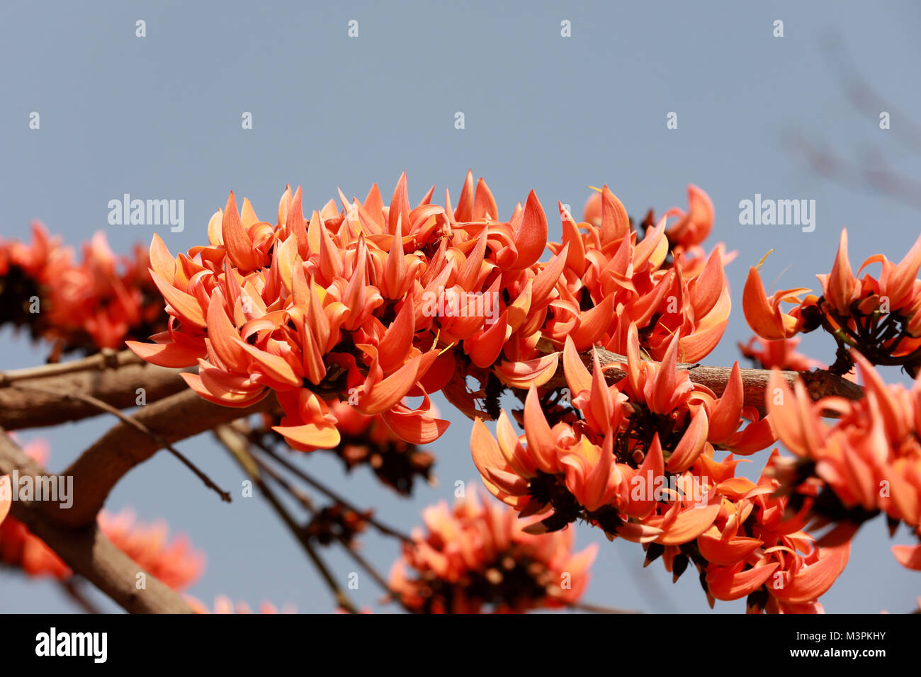 DHAKA, BANGLADESH - FEBRUARY 12, 2018: Butea Monosperma, also known as “Flame of the forest” is ...