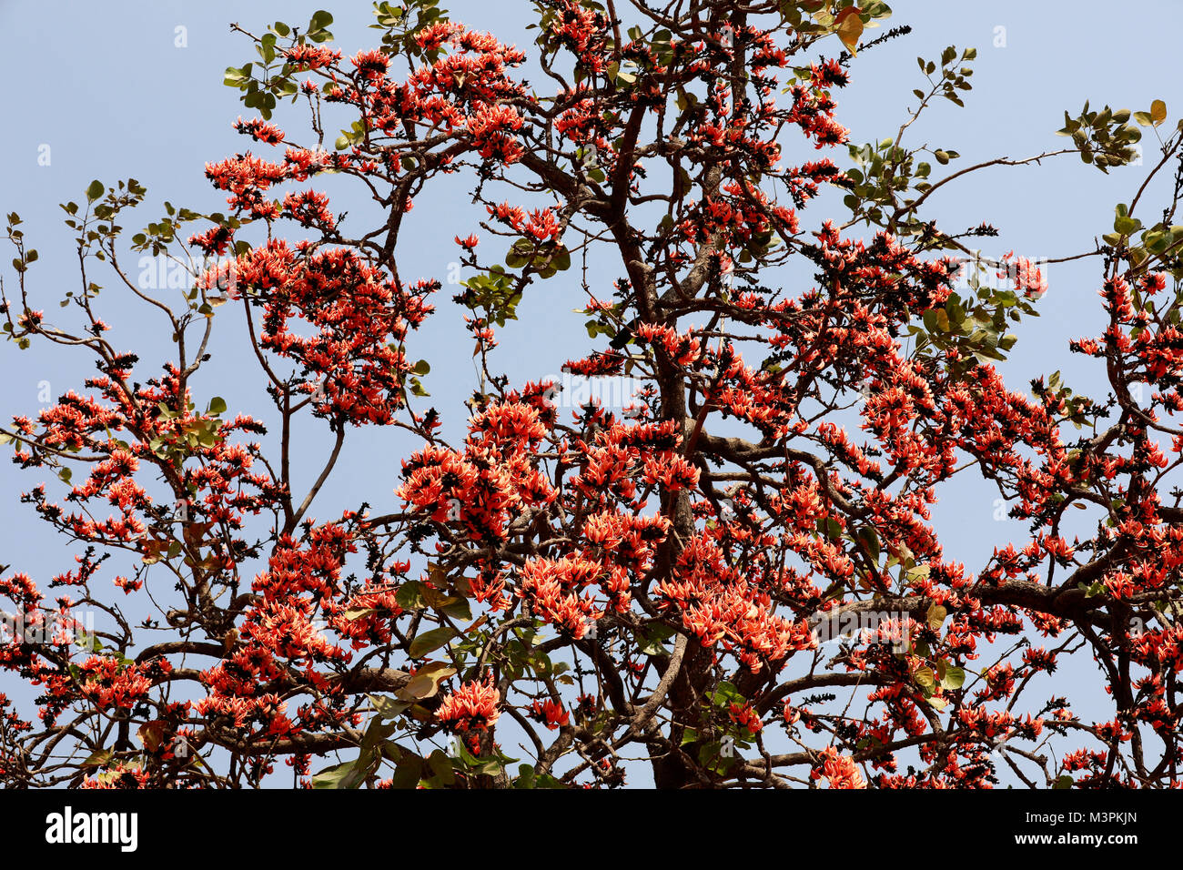 DHAKA, BANGLADESH - FEBRUARY 12, 2018: Butea Monosperma, also known as ...