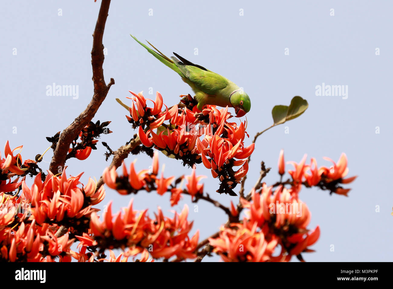 Polash flower hi-res stock photography and images - Alamy