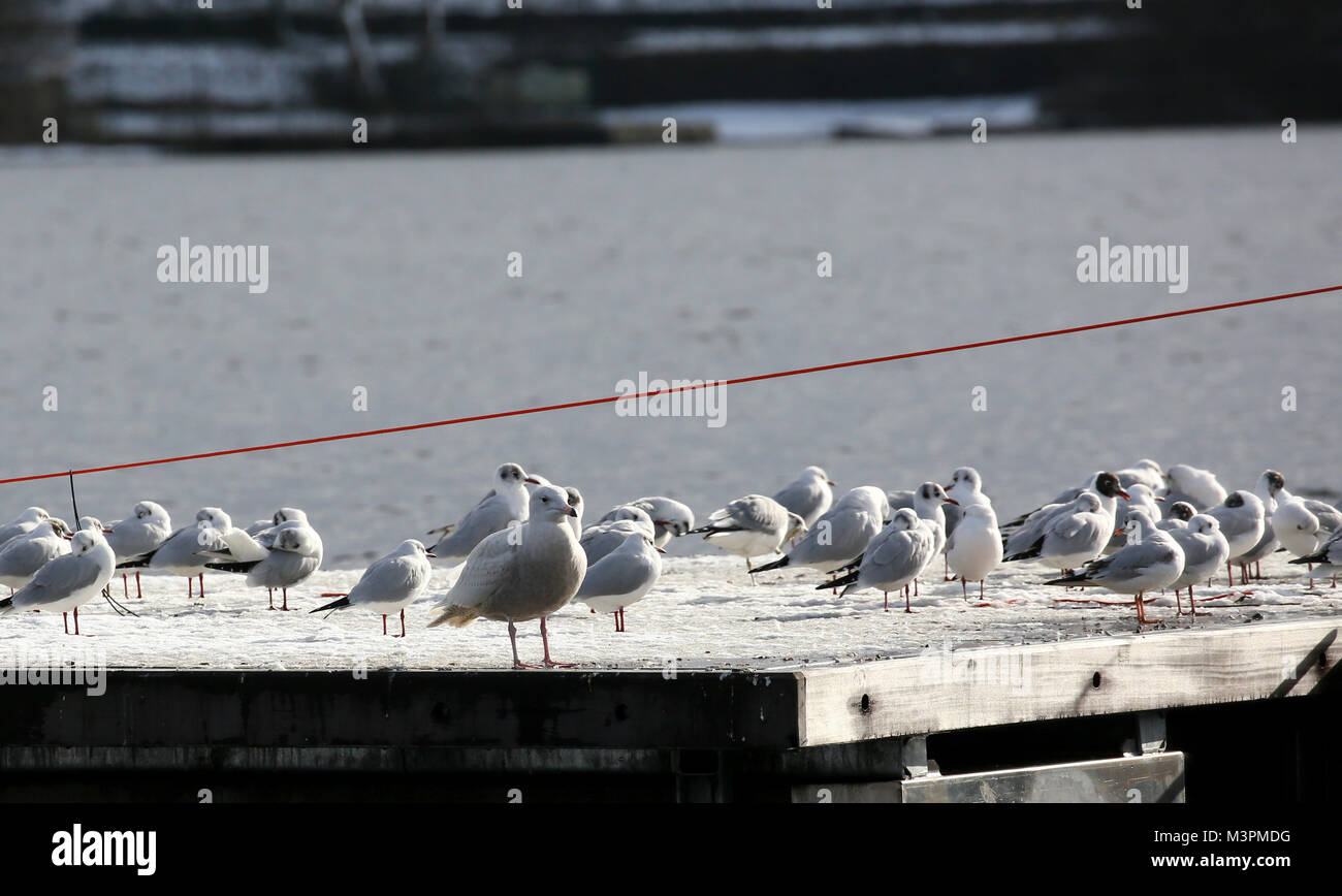A Glaucous Gull, Larus hyperboreus, the second largest gull in the ...