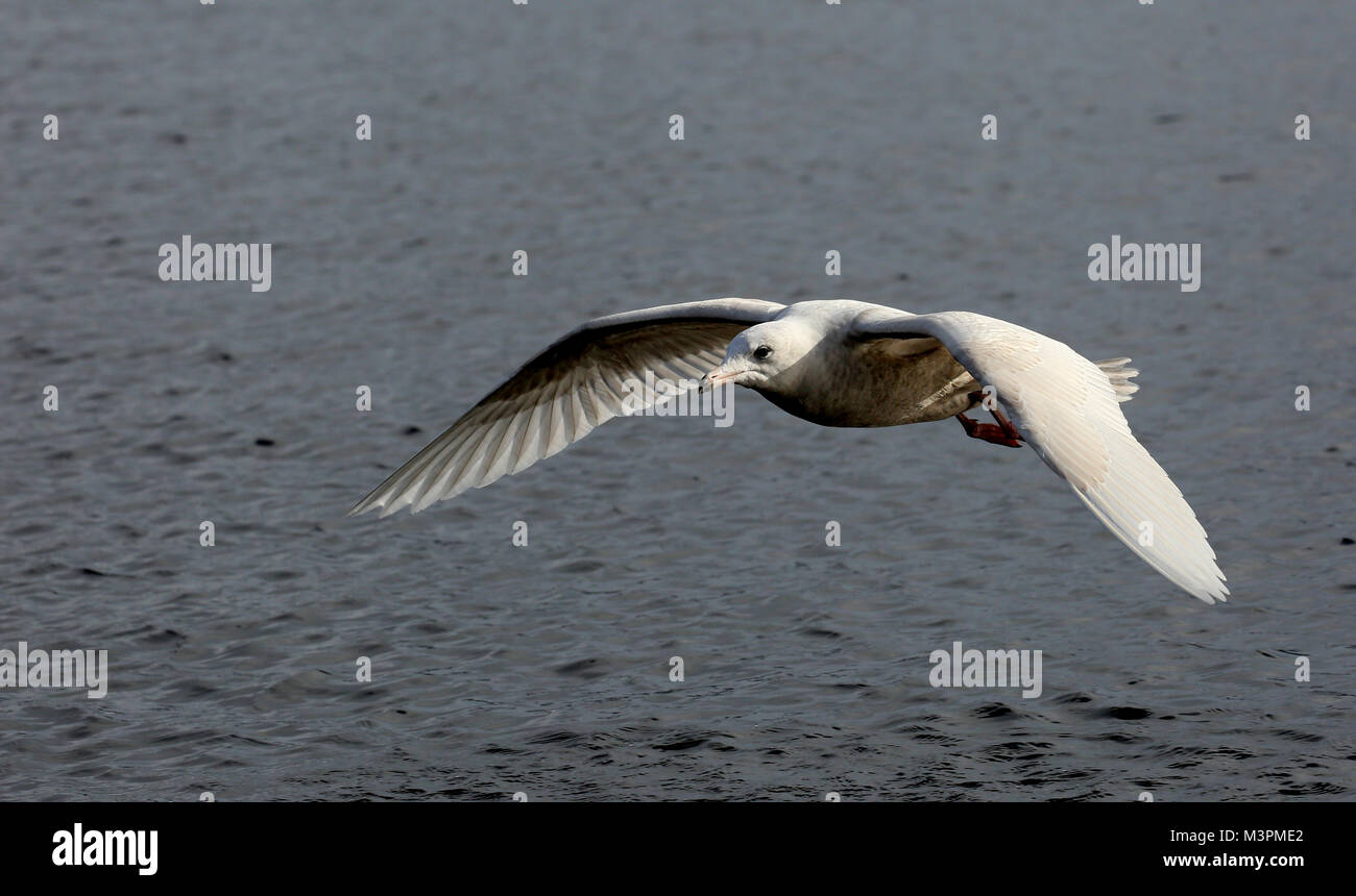 The largest gull in the world hi-res stock photography and images - Alamy