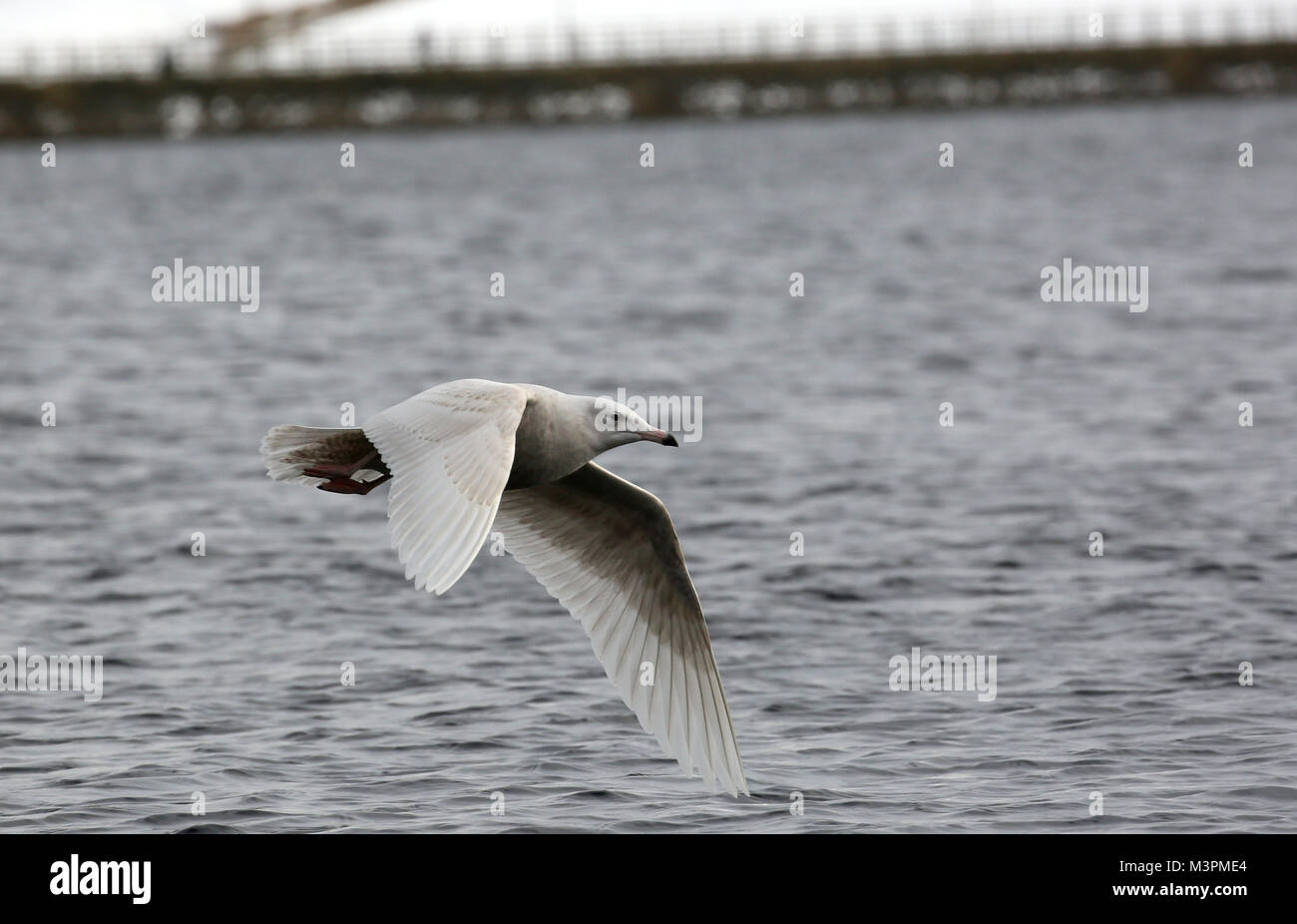 The largest gull in the world hi-res stock photography and images - Alamy