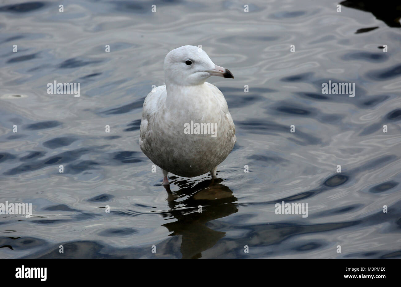 A Glaucous Gull, Larus hyperboreus, the second largest gull in the ...