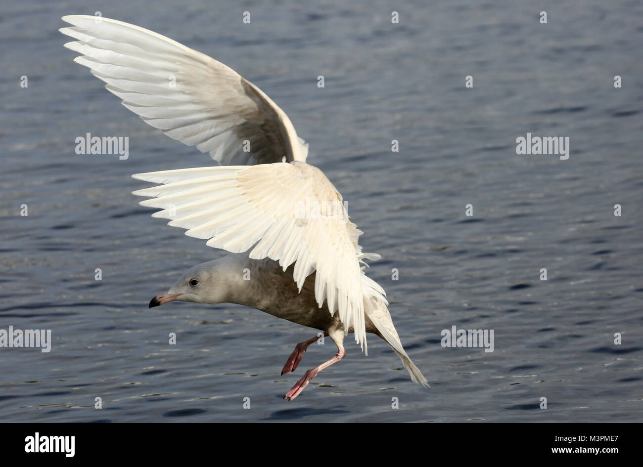 A Glaucous Gull, Larus hyperboreus coming into land, the second largest ...