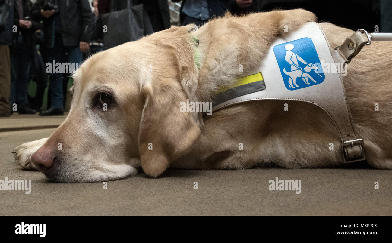 Blind guide dog bus hi-res stock photography and images - Alamy