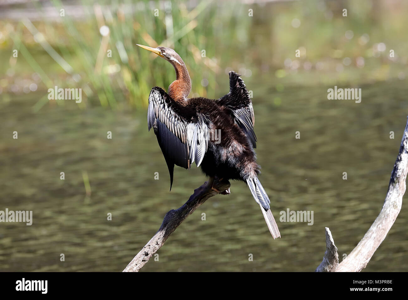 Australian darter bird anhinga novaehollandiae hi-res stock photography ...